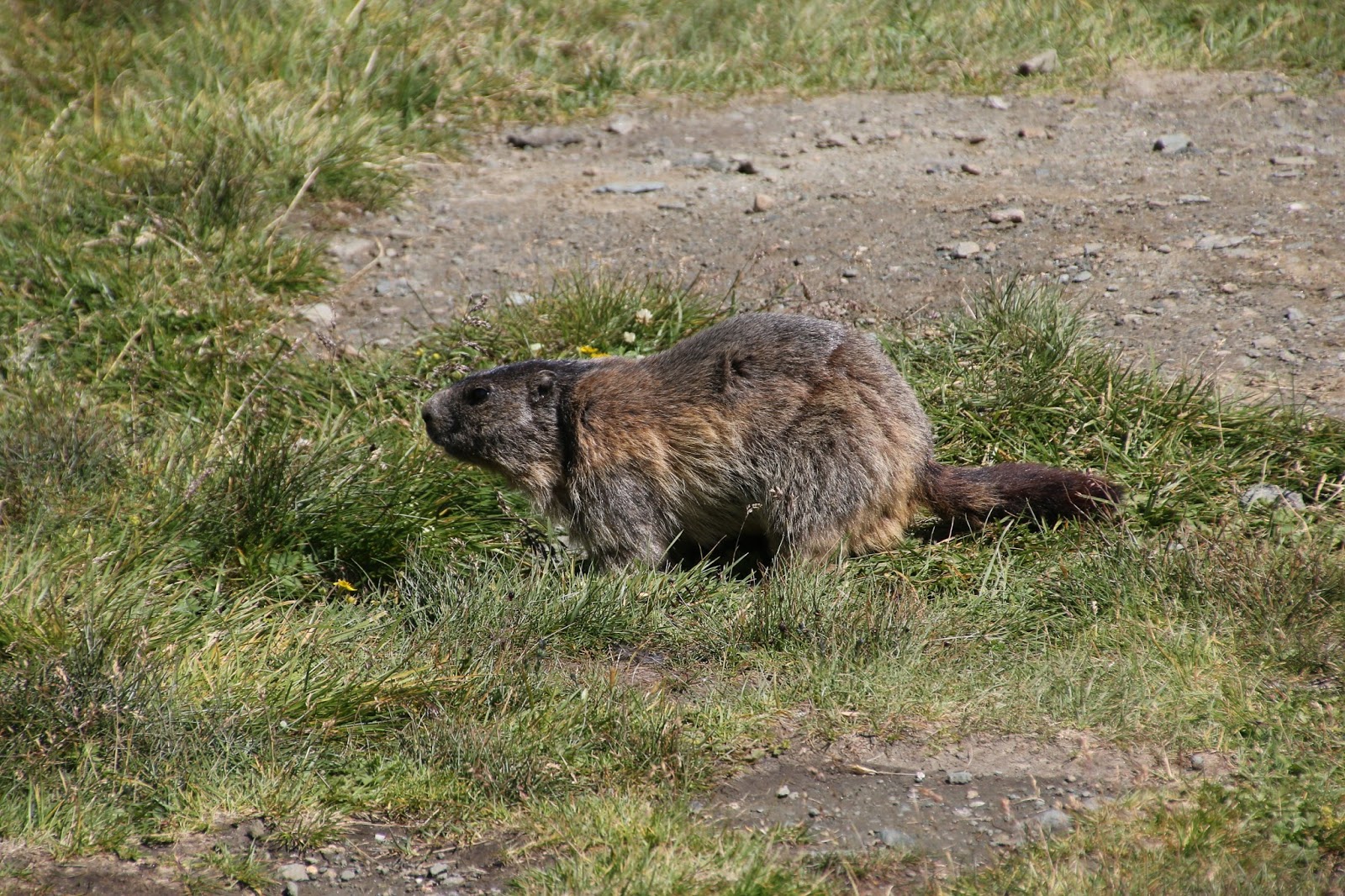 Lysi loodusfoto: Alpi ümiseja ehk koopaorav (Murmeltier)