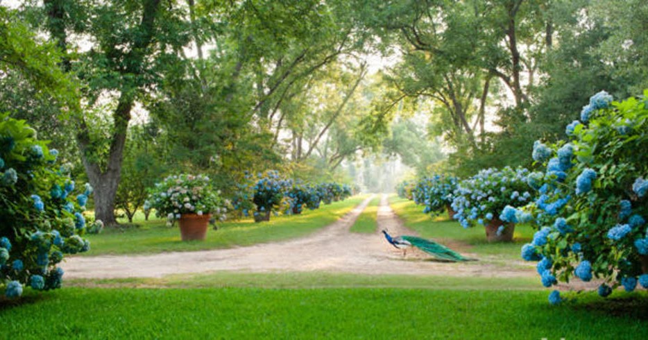 Hydrangea Hill Cottage: Peacock House