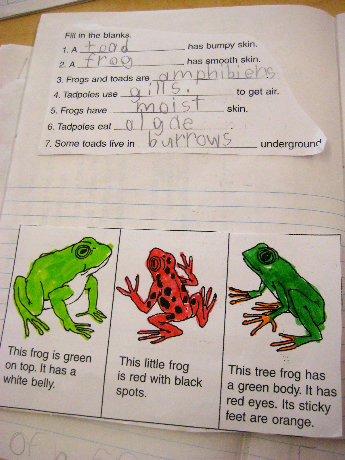 Ms. Liebel's Classroom: Science Journal - Frog Unit