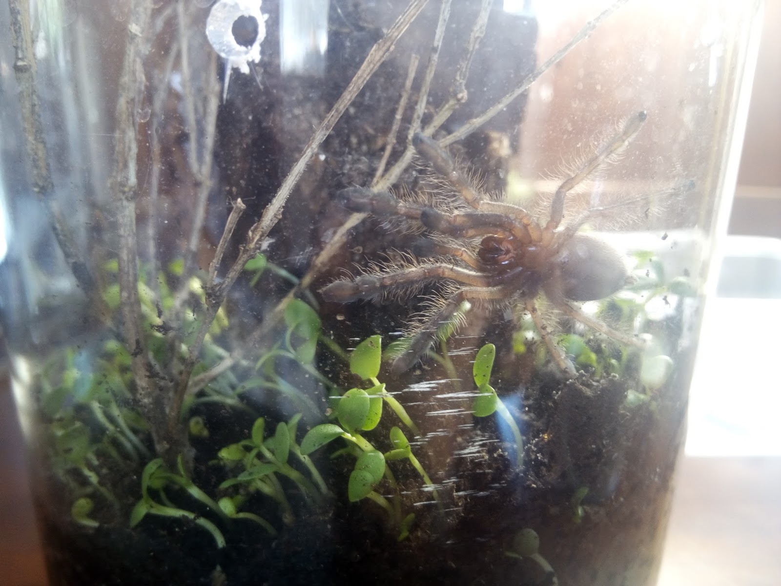 How To: Tarantula Slings