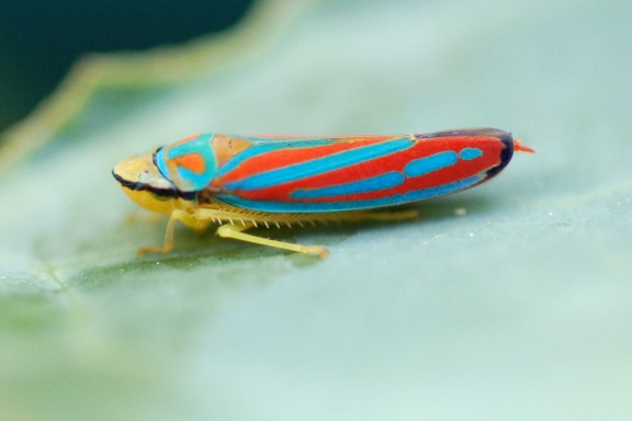 Kingdom Of Fife: Backyard Bugs . . . Red-Banded Leafhopper