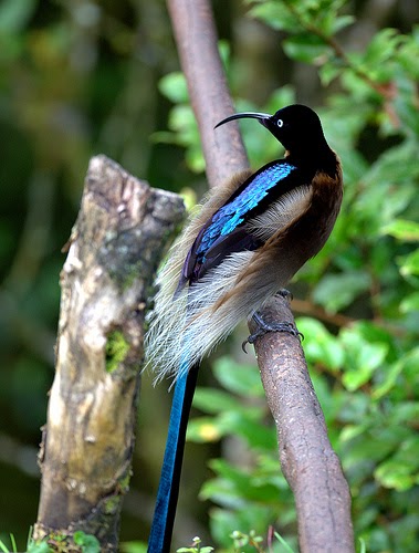 Mindblowing Planet Earth: Black Sickle Bill the Bird of Paradise