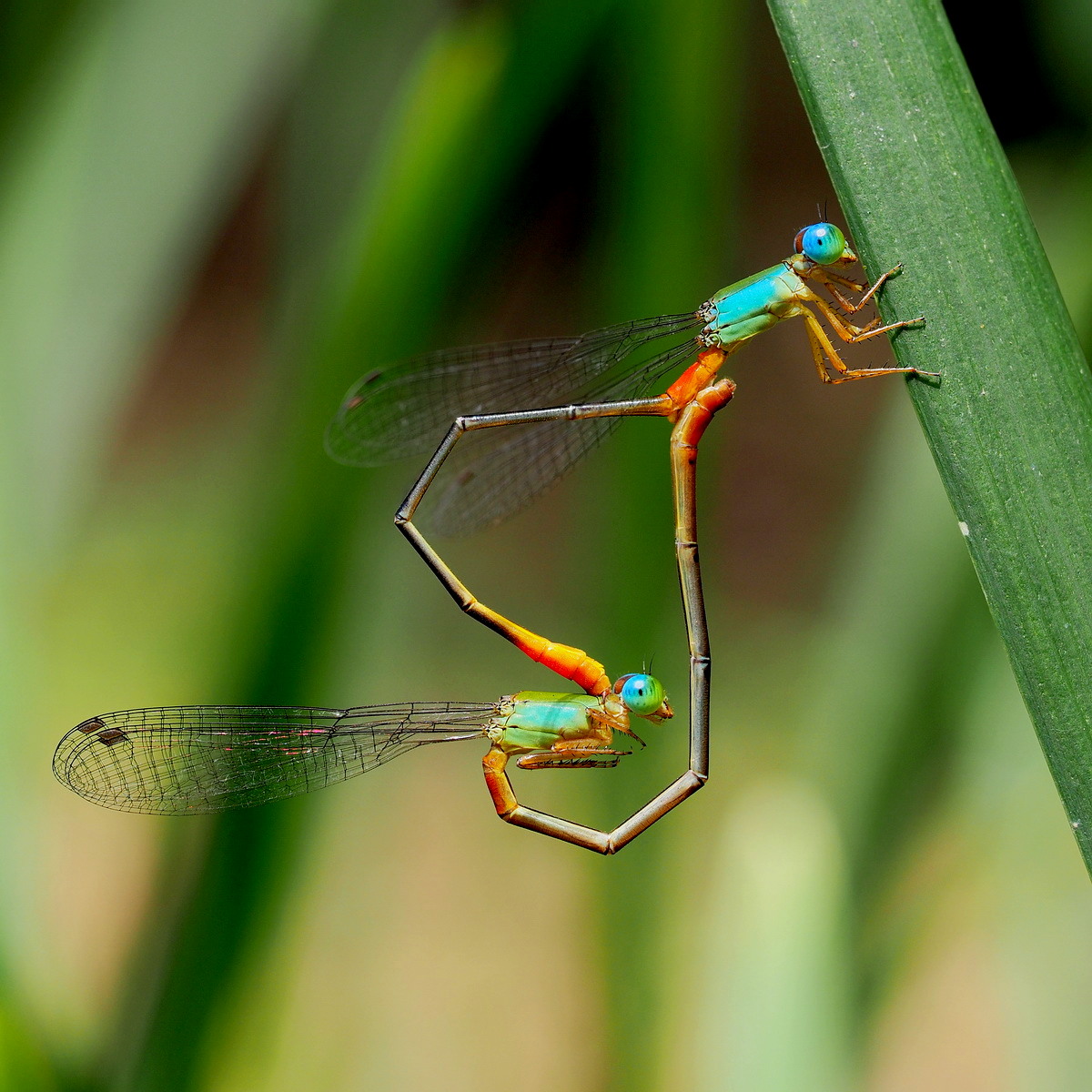 ROBIN WONG : Short Insect Macro Shooting Session