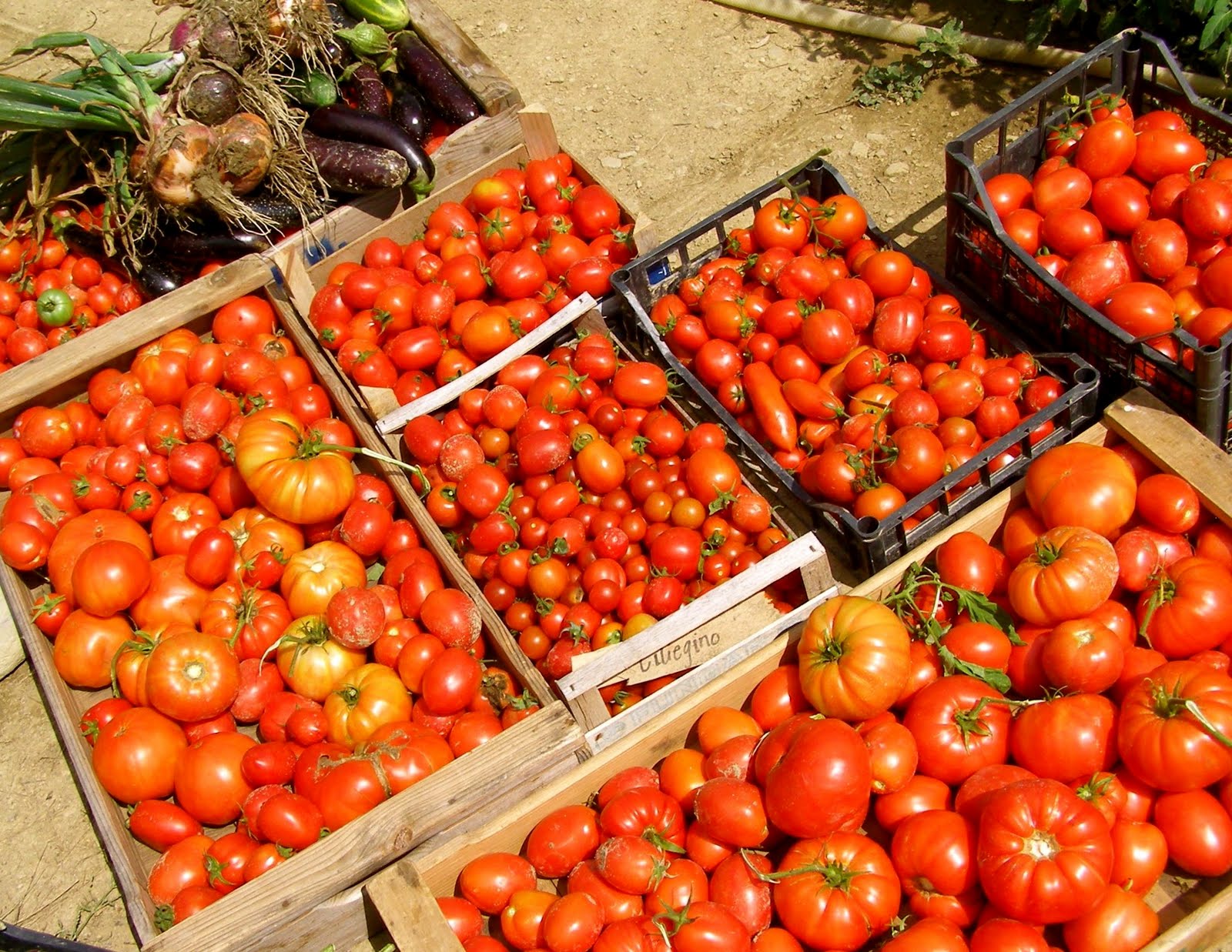 La Tavola Marche: A Bountiful Tomato Harvest