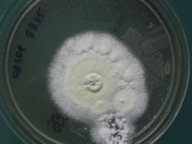 ATLAS MICOLOGIA: TRICHOPHYTON INTERDIGITALE