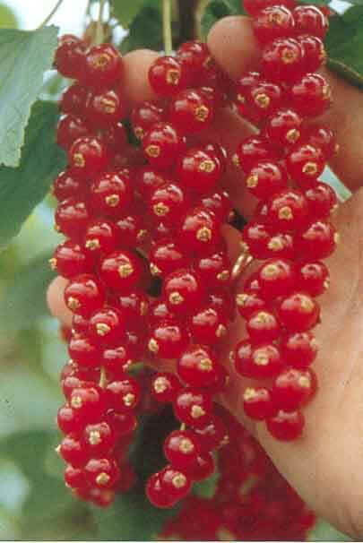 PLANTAS E ERVAS E FRUTOS QUE CURAM: FRUTA GROSELHA