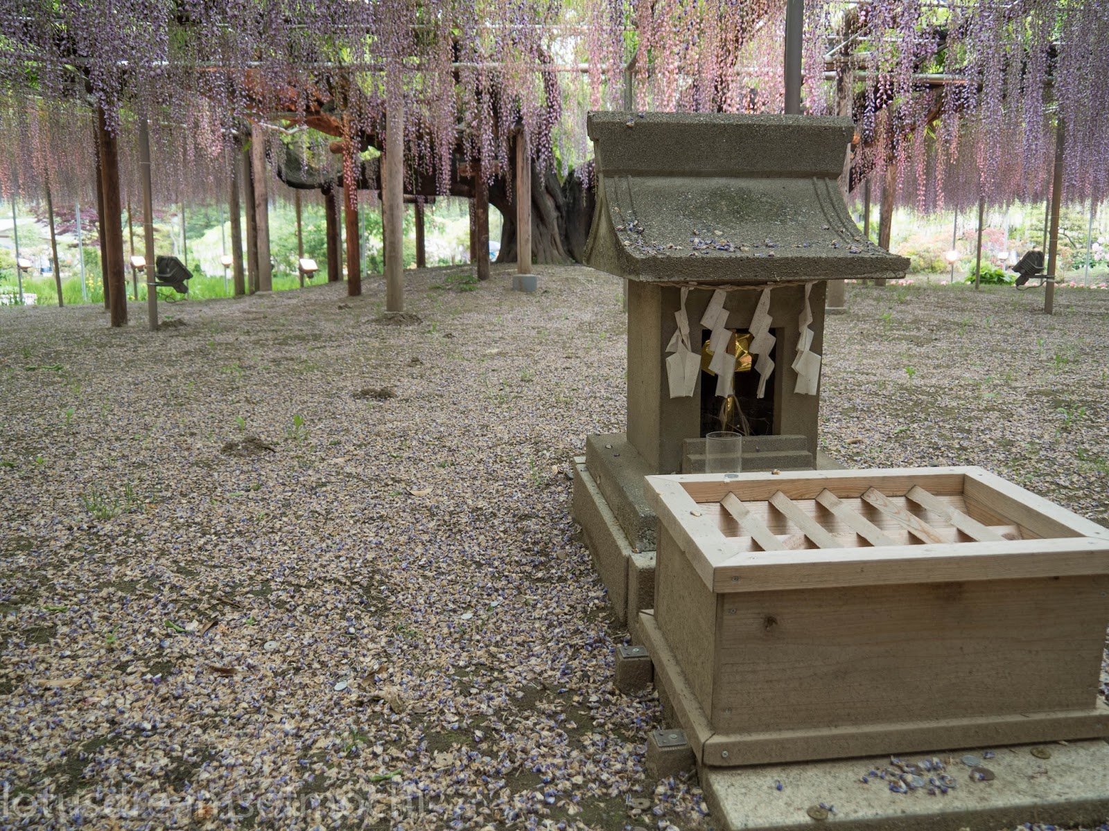 Counting sakura blossoms in the wind: The 150 Year Old Wisteria Tree ...