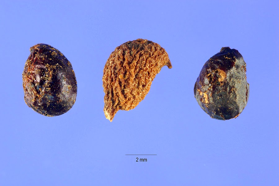 Fruit Seeds of Southern Michigan: Zanthoxylum americanum -- Common ...