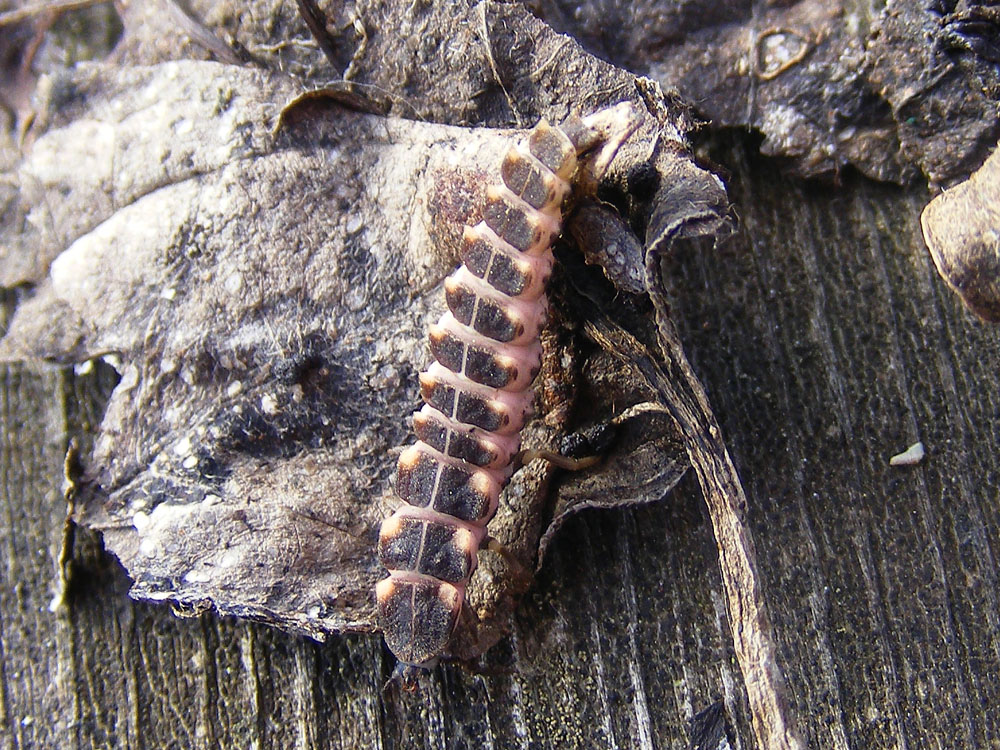 Days on the Claise: Hedge Trimming and Flowering Forsythia
