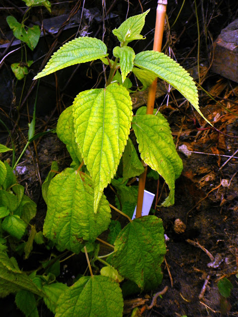 Scirpidiella's Plants: False Nettles - Ramie cousins (Boehmeria sp. div.)