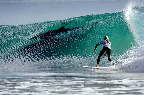 wax buddy: SANTA BARBARA SURFING