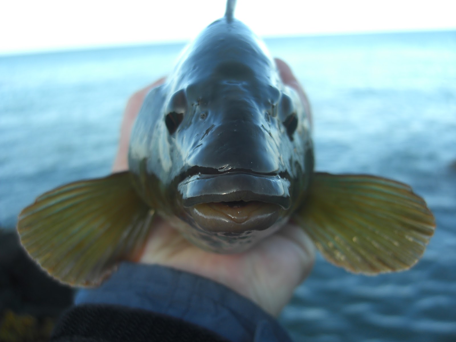 Lure and Light Game: November 2012