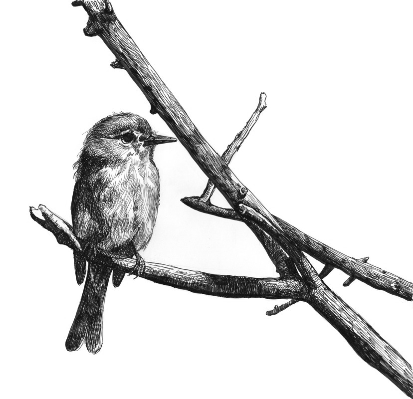 Nick Stewart: Illustrates