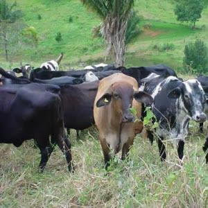 FULBE AFRIK: Productivité de la race bovine Borgou selon les systèmes d ...