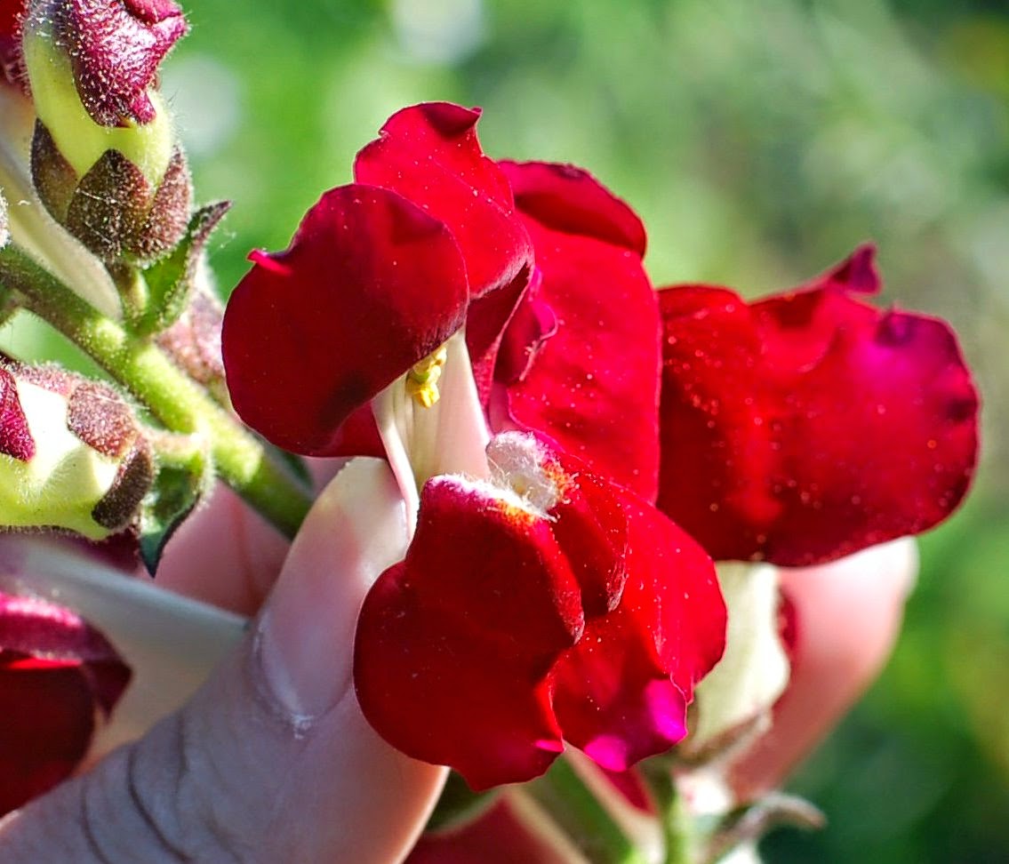 SNAPDRAGON FLOWER photos - wallpapers | the fun bank