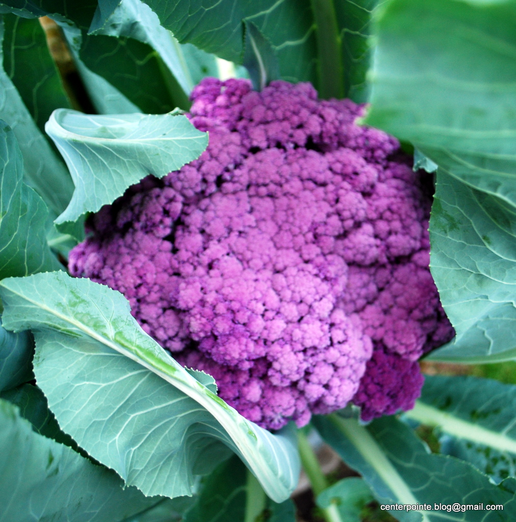 Centerpointe Communicator: My true cauli-ing