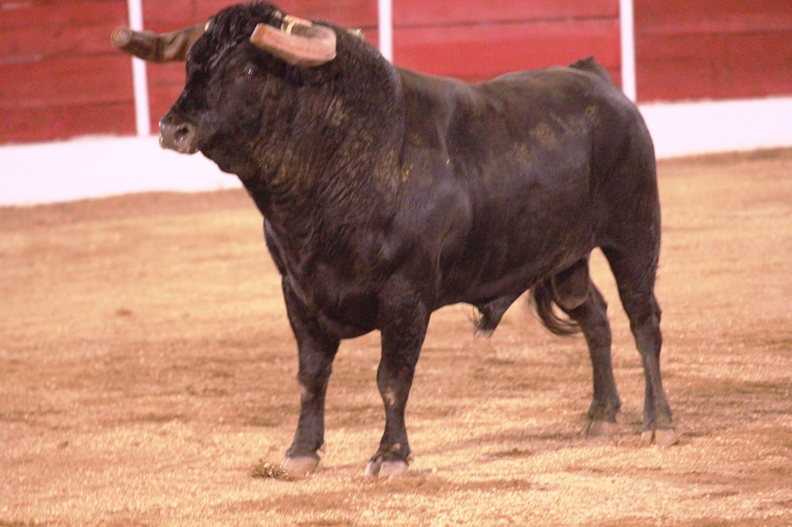 PLANETA DOS TOUROS - Para Aficionados: Tourada comemorativa do 15º ...