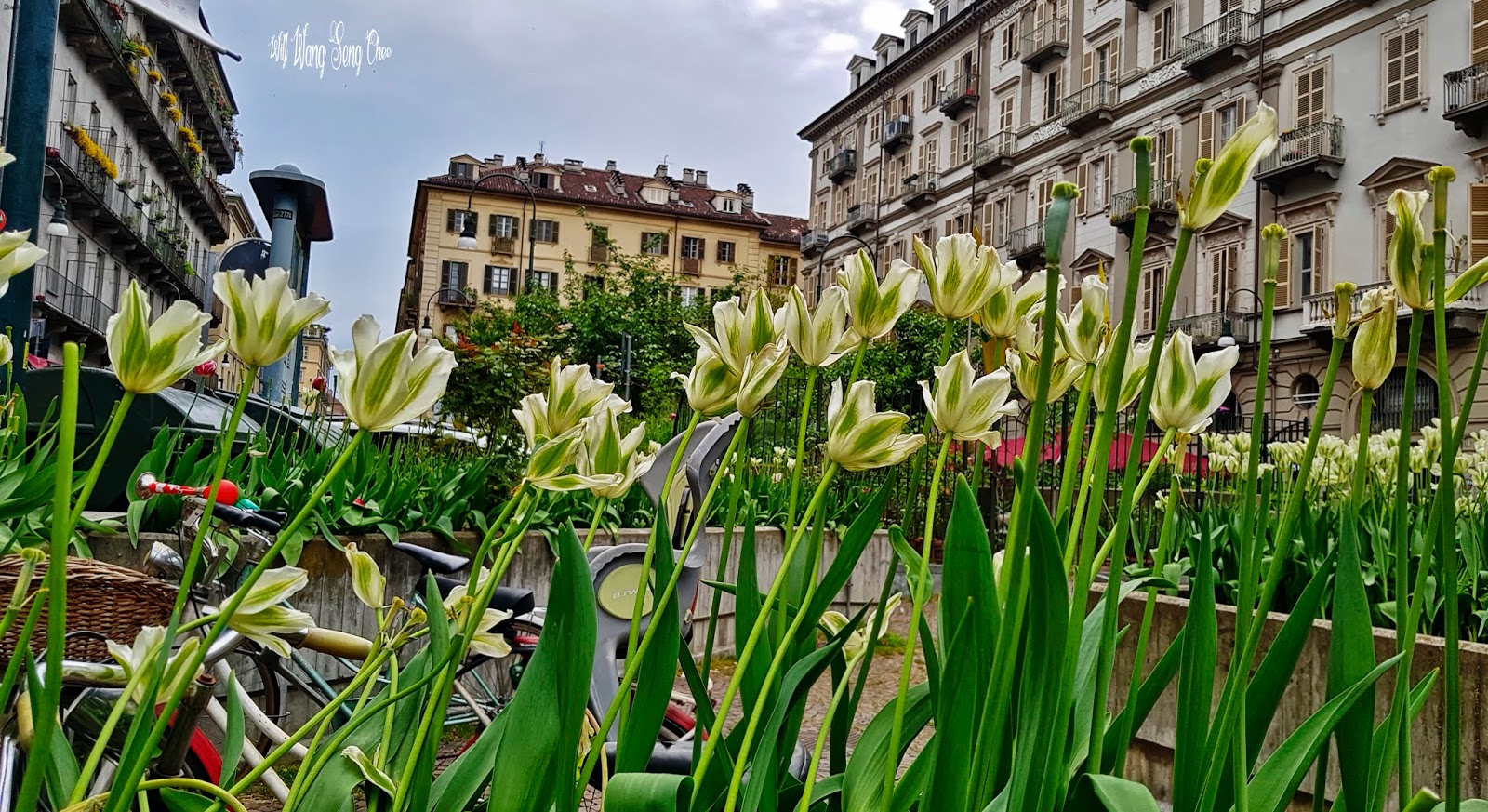 Torino In My eyes: Tulips In Torino