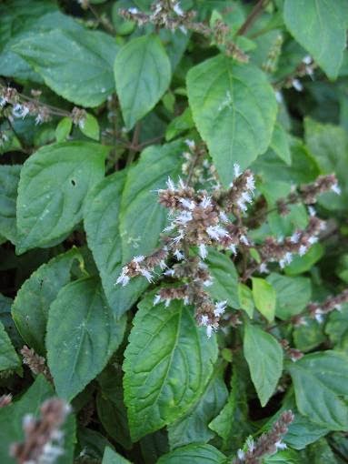 PATCHOULI-PHYTOTHERAPIE-HOMEOPATHIE-MEDECINE NATURELLE