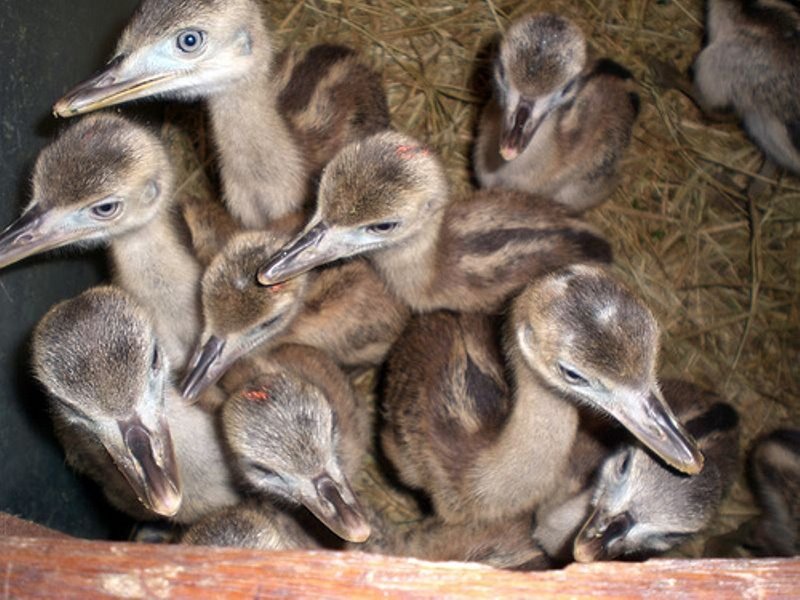 Caliandra do Cerrado: Ema - uma ave do cerrado