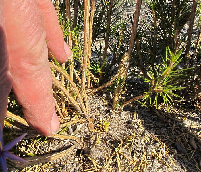 Esperance Wildflowers: Calectasia grandiflora - Blue Tinsel Lily