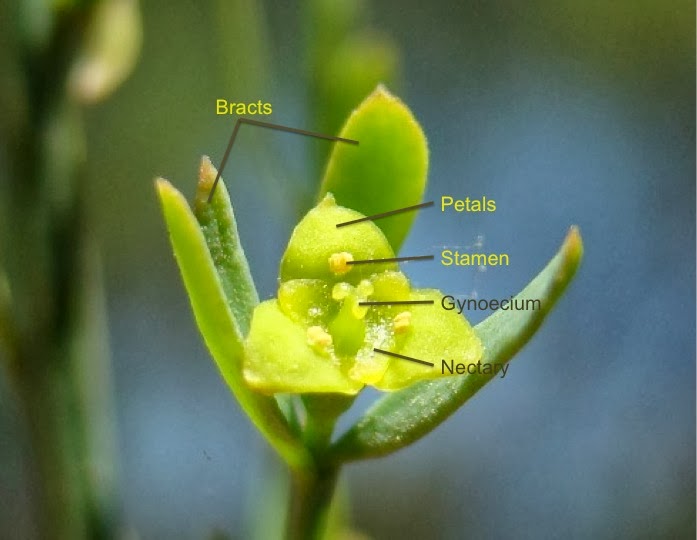 Flower Tales: Demystifying Osyris