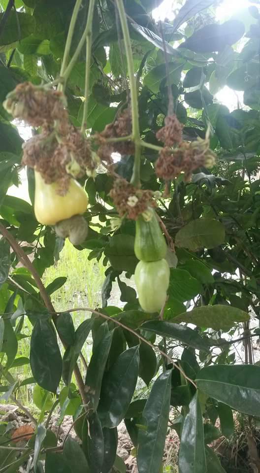 ©simplypetitay: The best journey will always take you to HOME.