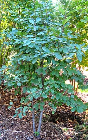 Liliana Usvat - Reforestation and Medicinal use of the Trees ...