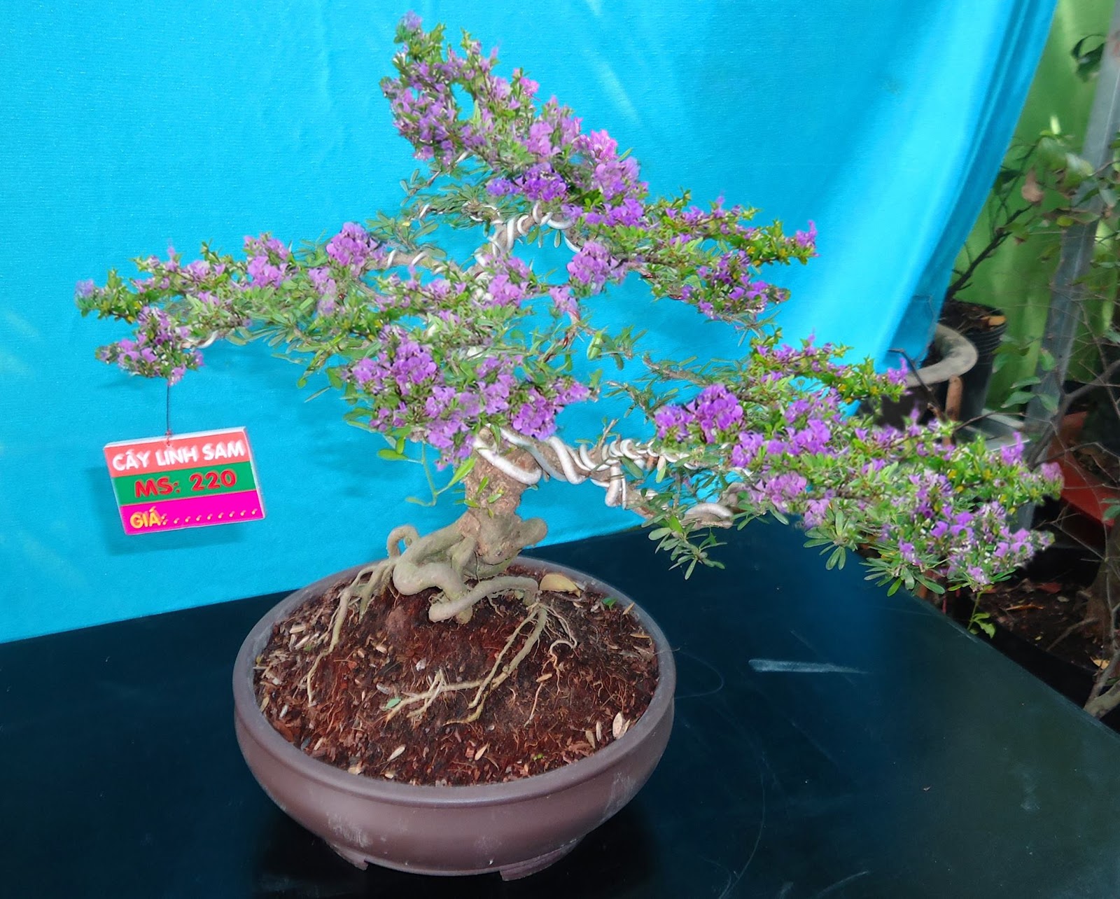 MUA BÁN CÂY NHO THÂN GỖ GIÁ RẺ: CÂY BONSAI LINH SAM