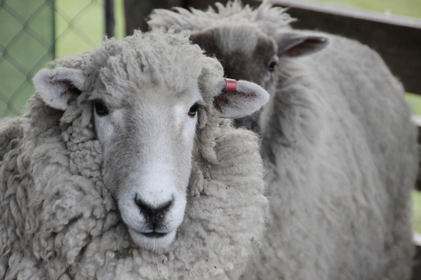 Ford Family Photos: Waiting Sheep - Walter Peak Sheep Station ...