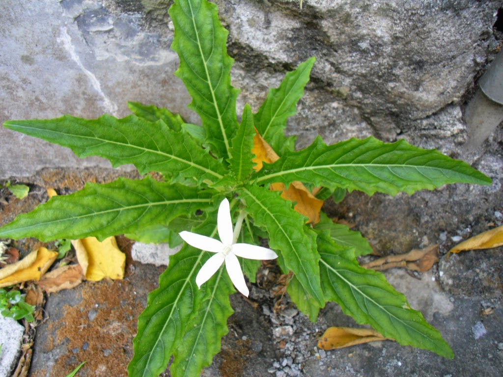 Manfaat Tapak Liman Untuk Mata ~ Sehat Mataku