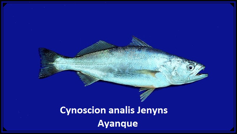 Caminantes del Desierto: LOS PECES EXTINTOS DE ANTOFAGASTA