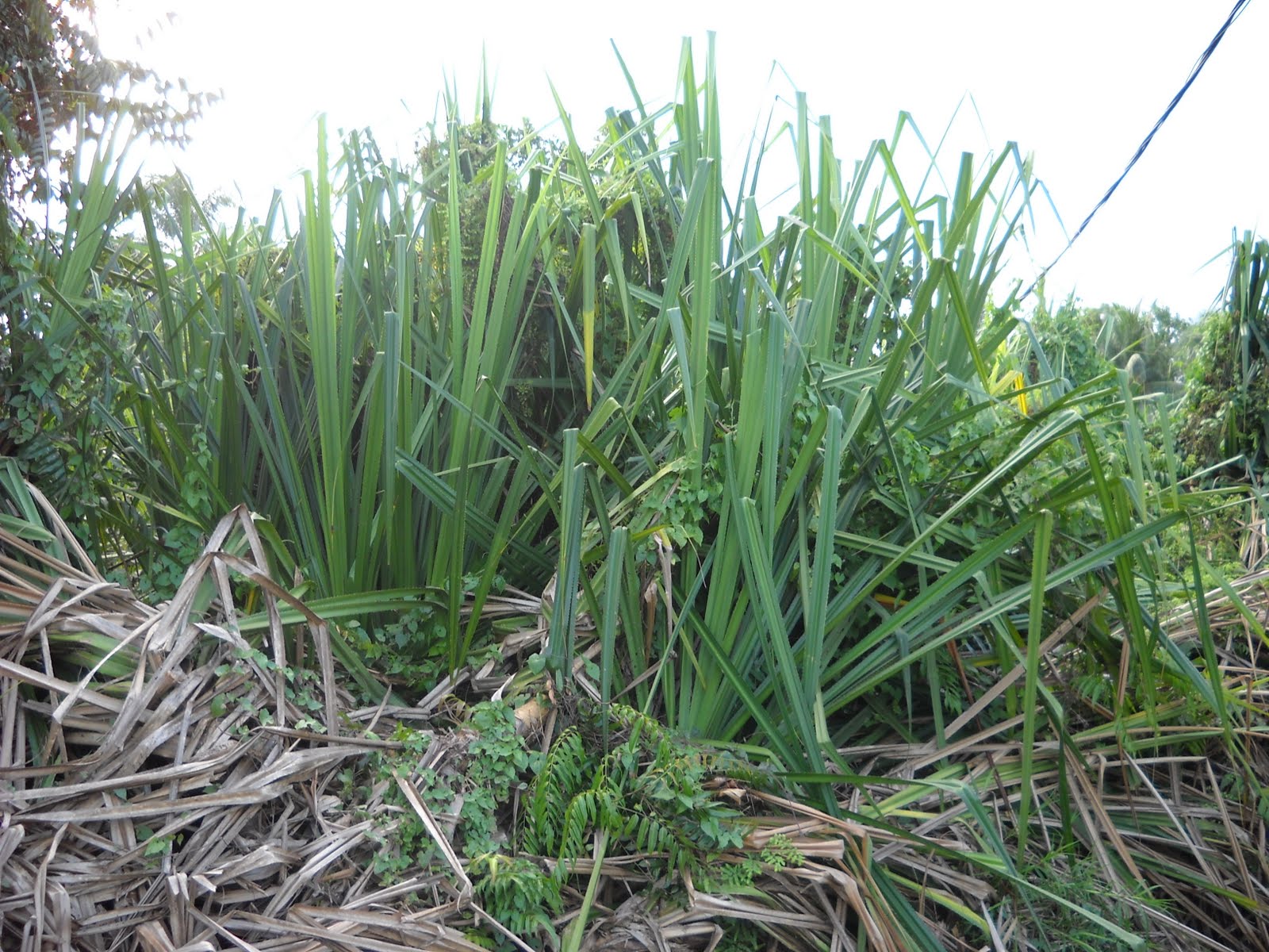 KENALI POKOK SAYANGI POKOK: MENGKUANG