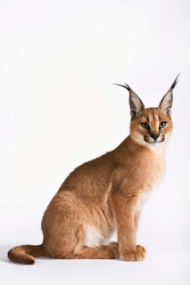 Life Verse Design: blogworthy: our CRAZY day at the zoo!