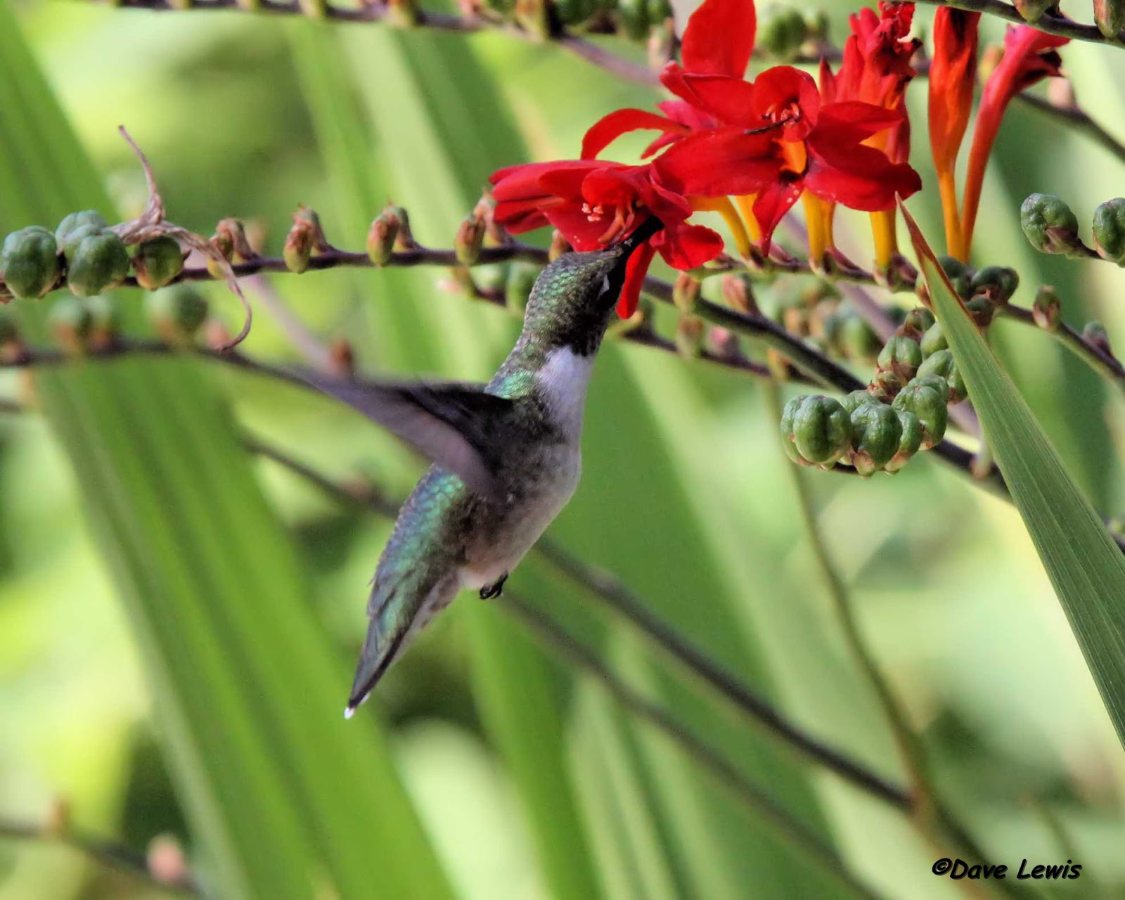 Birds from Behind : An Old Friend Returns...