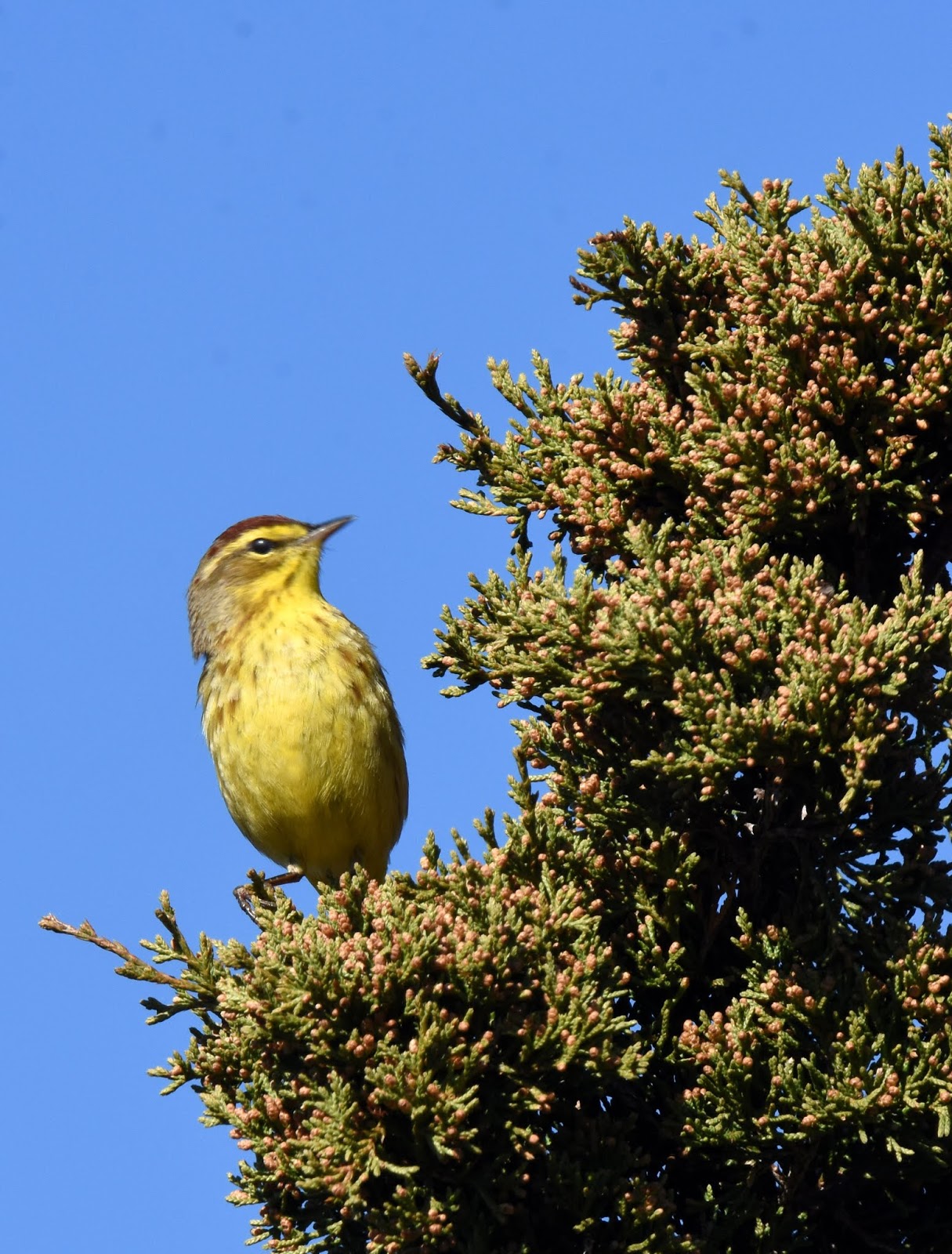 Notes from Halibut Point: Signs of Spring - Birds