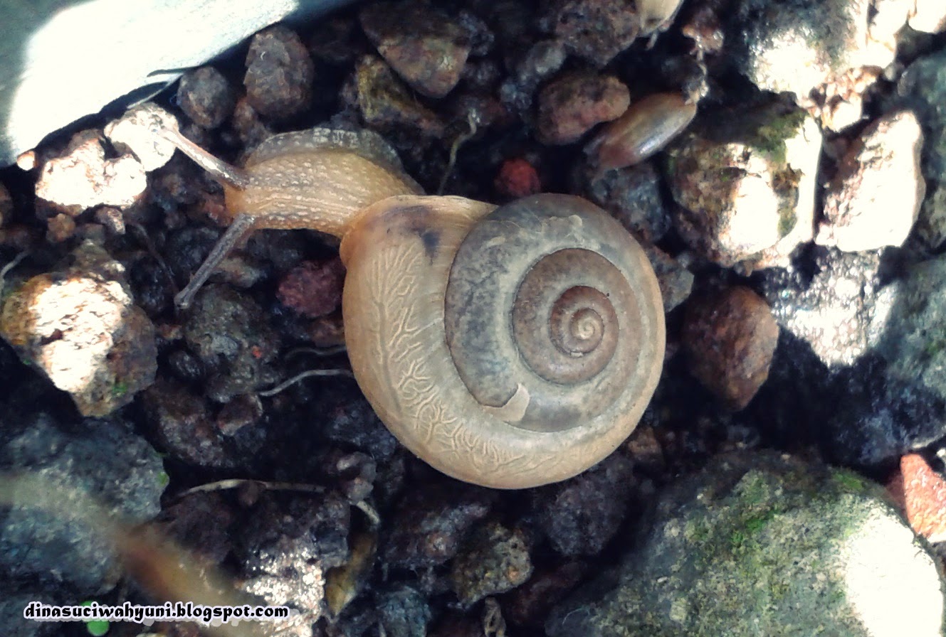 KLASIFIKASI ILMIAH SIPUT DAN MANFAATNYA BAGI MANUSIA | JDSK