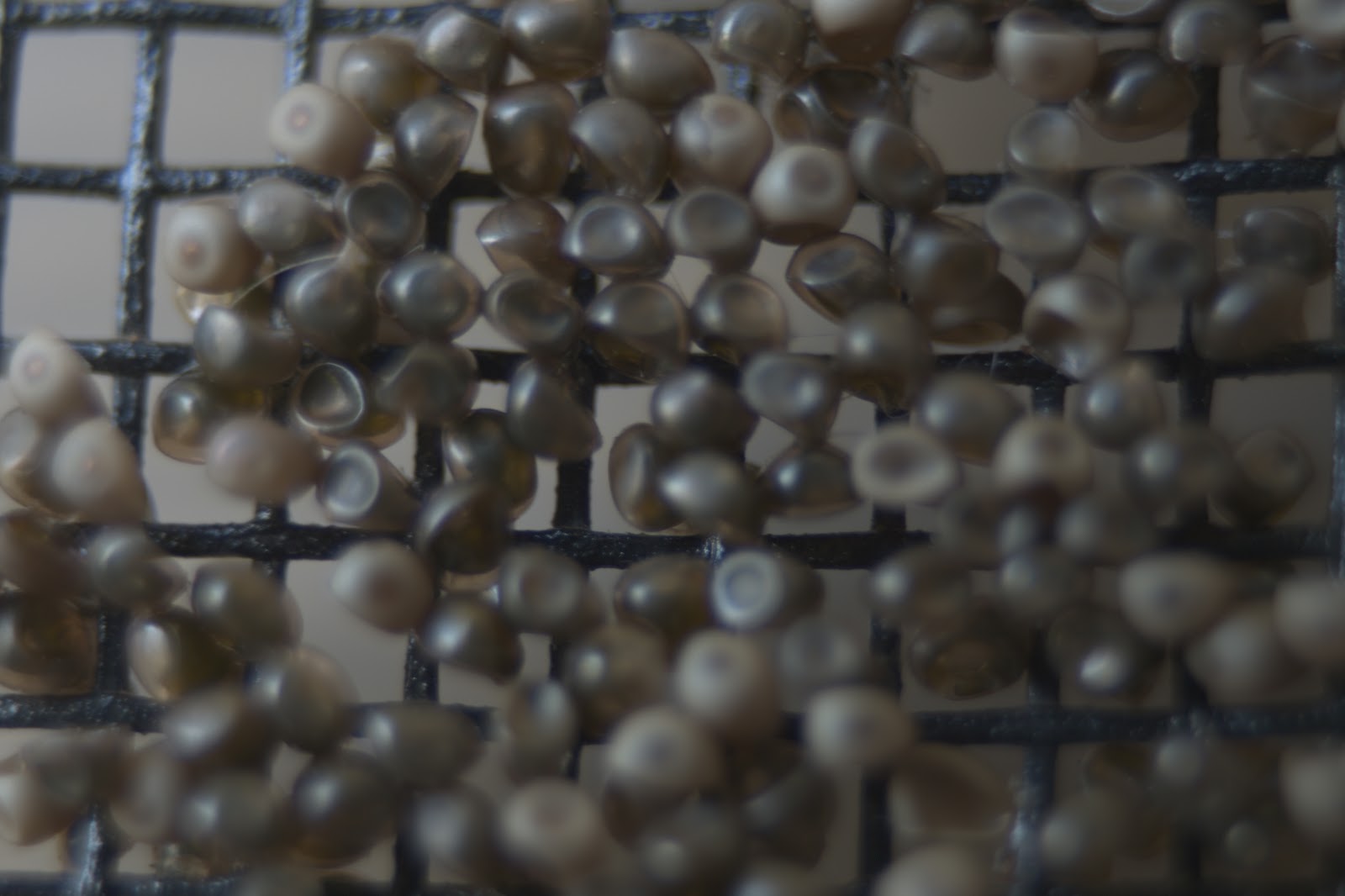 Richard Sollorz Photography: More Macro