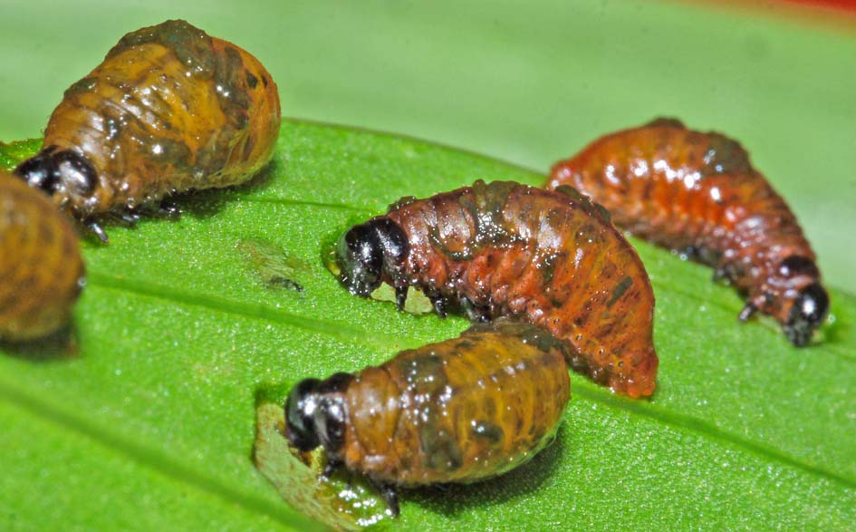 CABINET OF CURIOSITIES: Scarlet lily beetle