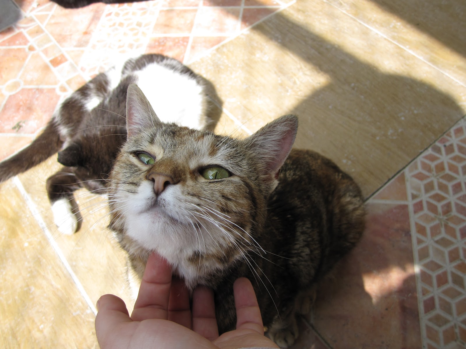 Segunda Oportunidad - Prodean Gatos La Linea.: Katy, la gatita que ...