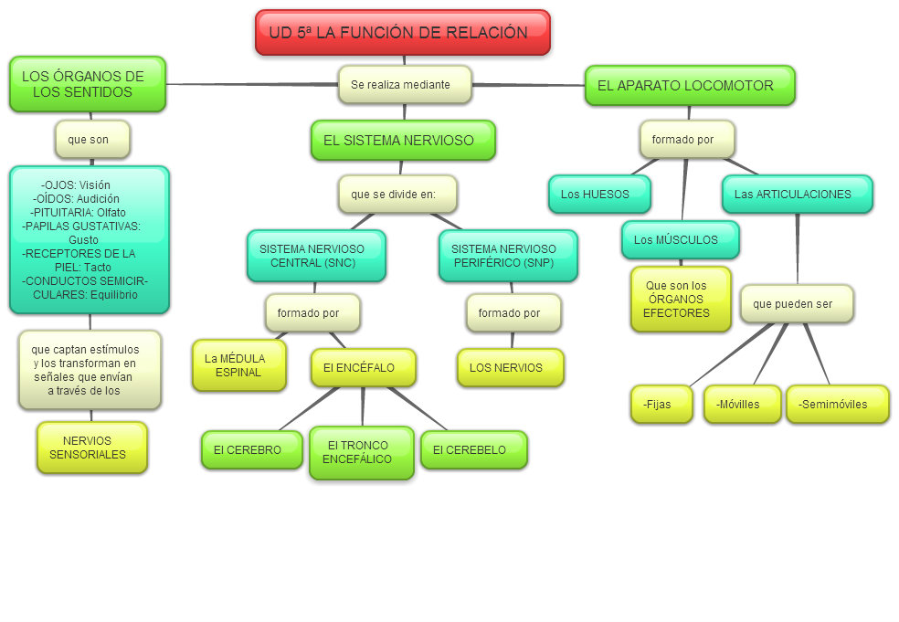 Aprender con Jacinto: UNIDAD 6. 5ºC. LAS RELACIONES HUMANAS