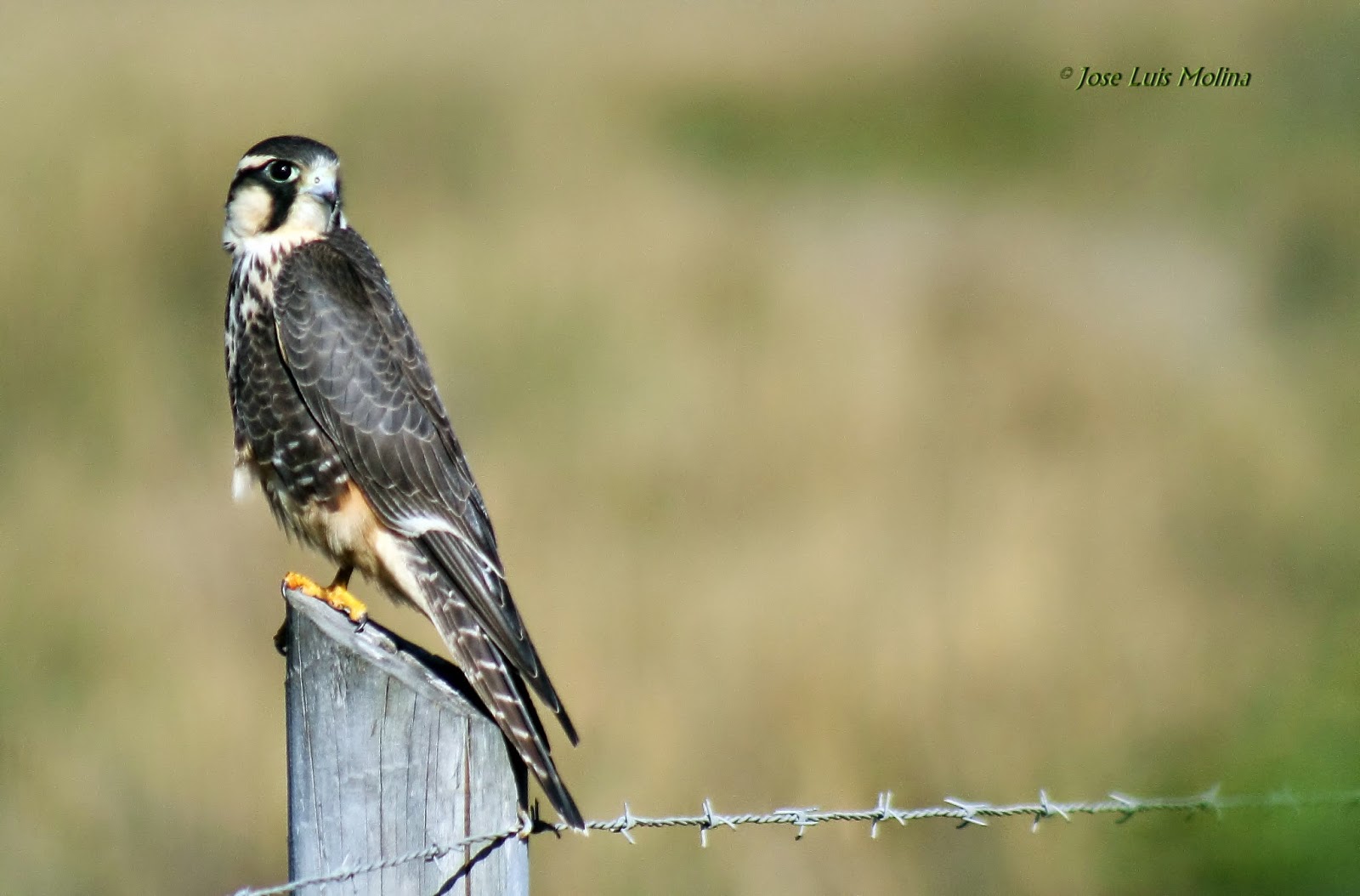 Aves de la VIII Region del Bio Bio: HALCON PERDIGUERO (falco femoralis)