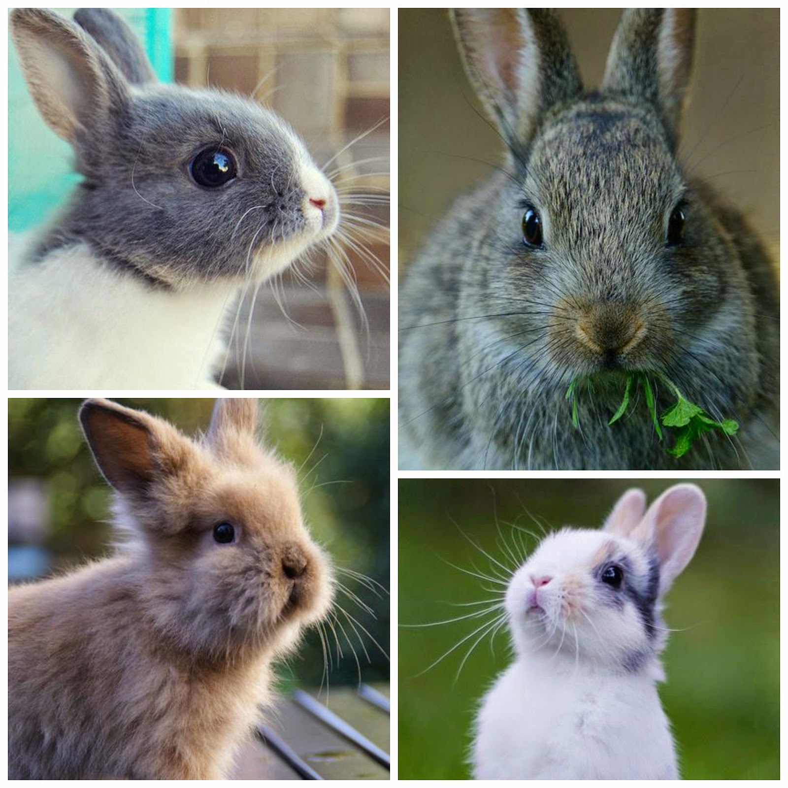 Art Friday: Its all about bunnies