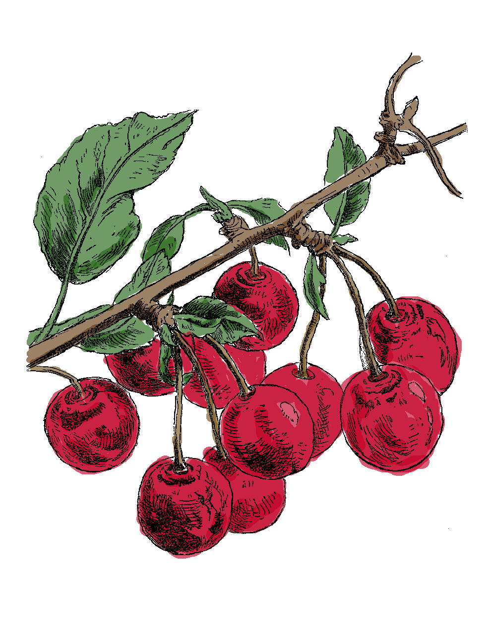 The Graphics Monarch: Digital Cherry Download Printable Fruit Tree ...