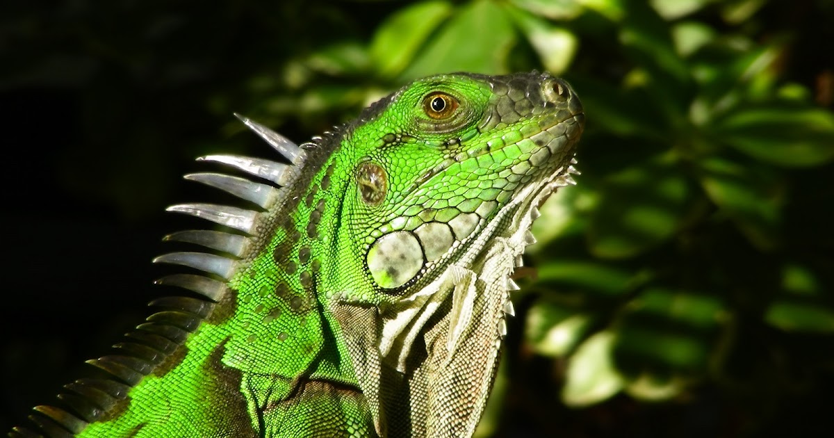 Real Monstrosities: Iguana