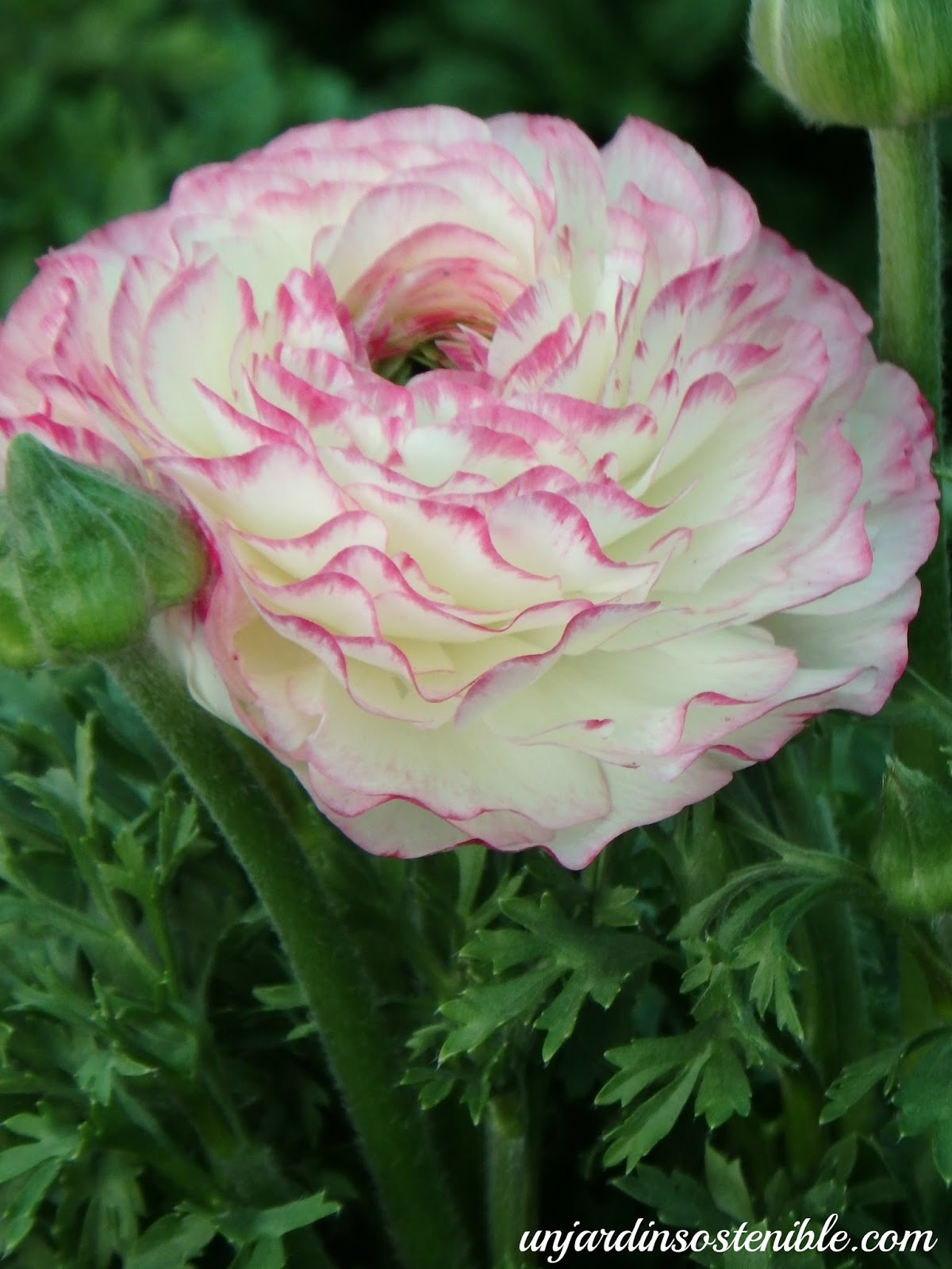 Ranúnculos asiaticus (Francesilla)