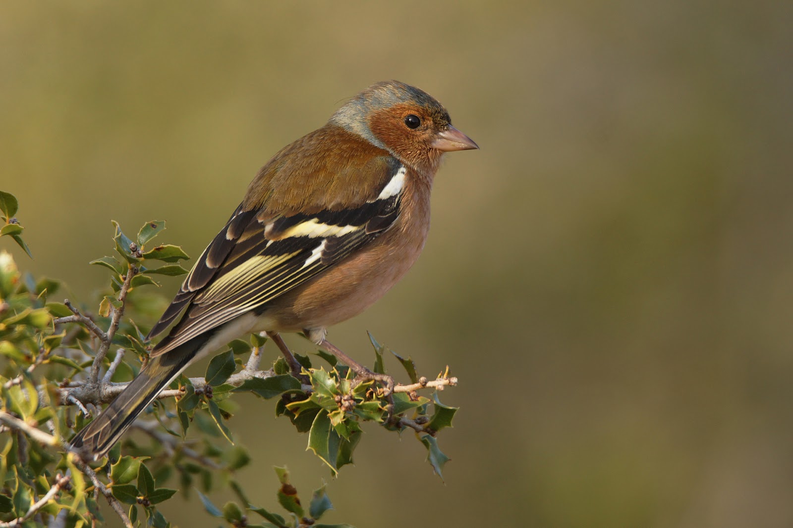 Pasión por las aves: Pinzón vulgar,(Fringilla coelebs)