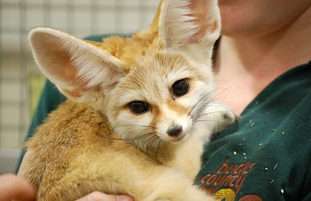Fennec fox | The Biggest Animals Kingdom