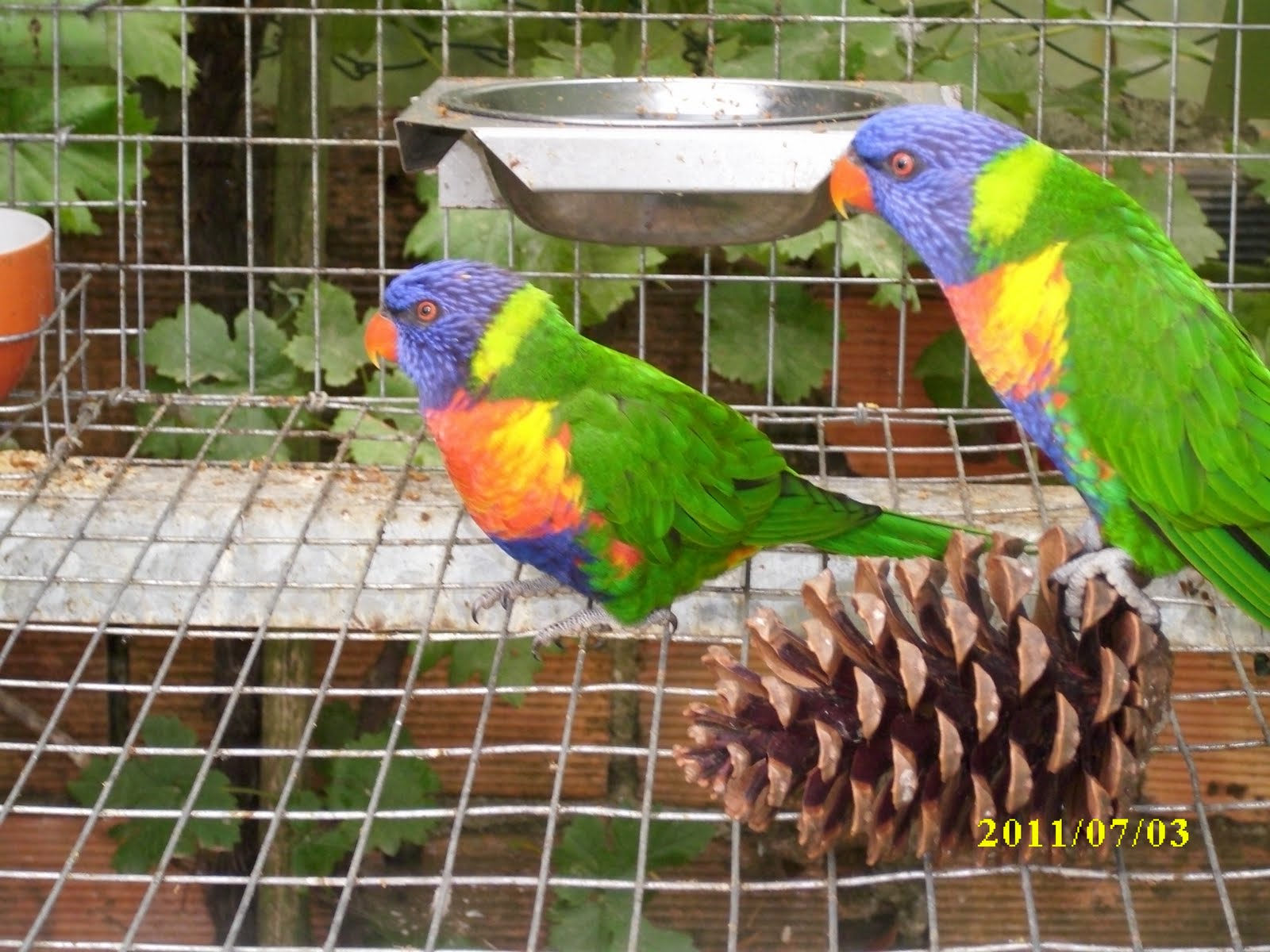 Aves do Carlitos: Loris