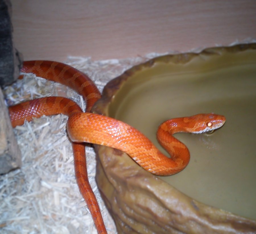 Our Beautiful World: Beautiful red snakes
